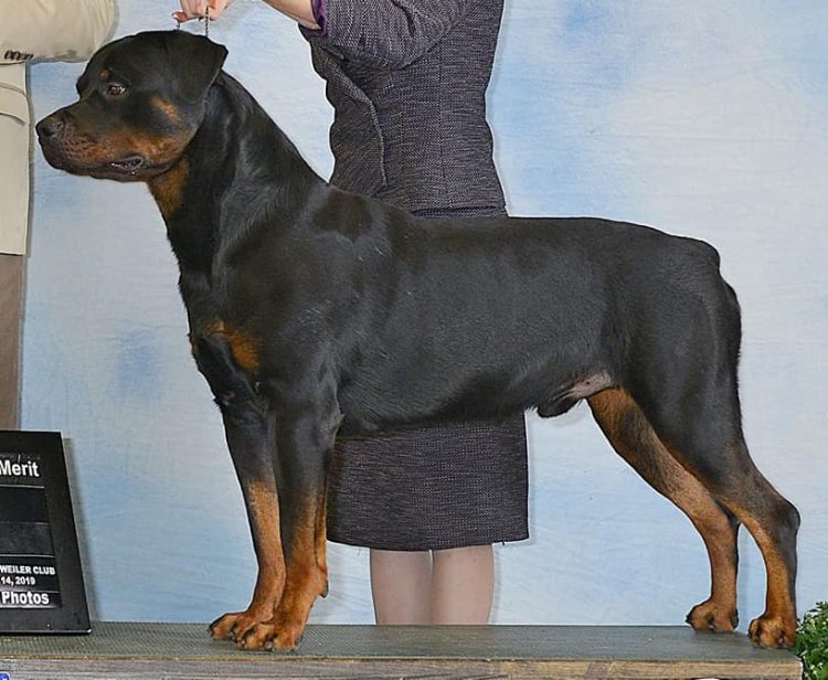 Group Breeder/Owner/Handler & BP & Group 1 Can CH/AOM BOSS Am GCHB ...